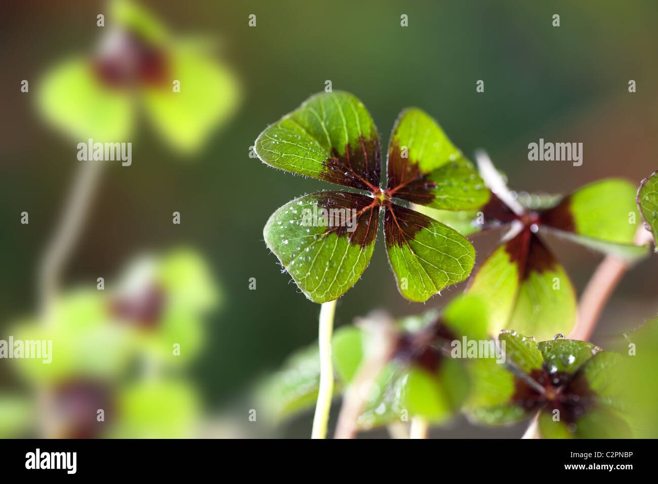Blaue oxalis -Fotos und -Bildmaterial in hoher Auflösung – Alamy