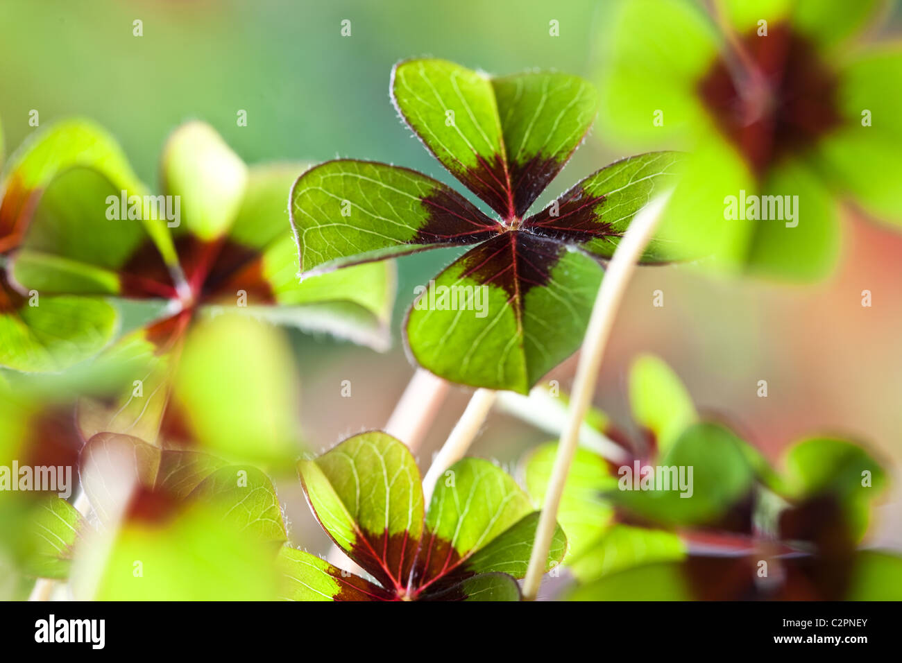 Vier – blättrige Kleeblatt Stockfotografie - Alamy