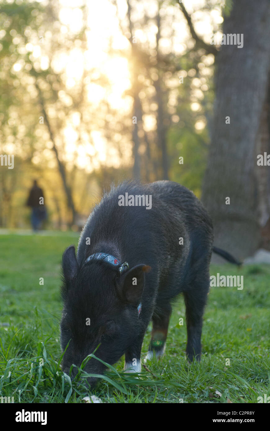 Schwein Ferkel Haustier Wandern im Park füttern Rasen bei ...