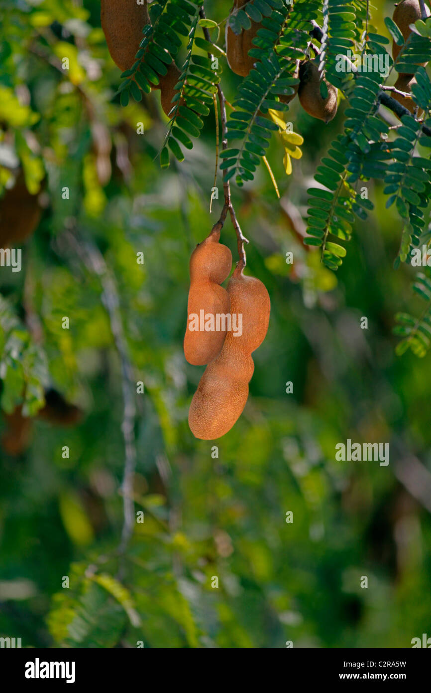 Tamarinde tamarindus indica -Fotos und -Bildmaterial in hoher Auflösung ...