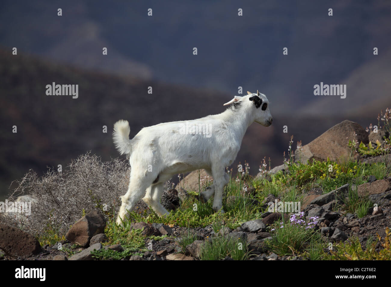 Baby mountain goat -Fotos und -Bildmaterial in hoher Auflösung – Alamy
