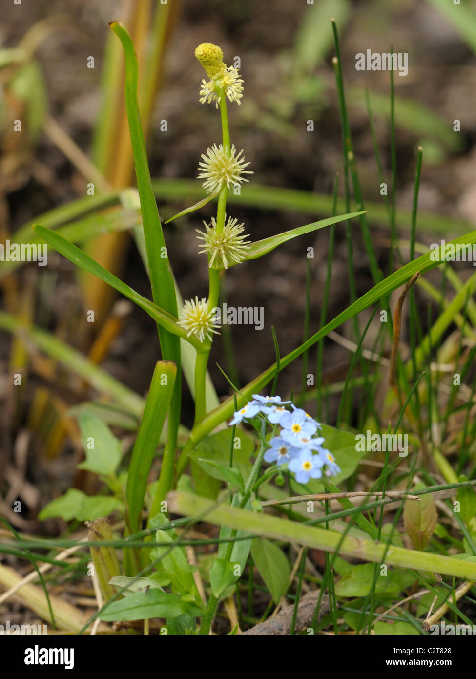 Mindestens bur reed -Fotos und -Bildmaterial in hoher Auflösung – Alamy