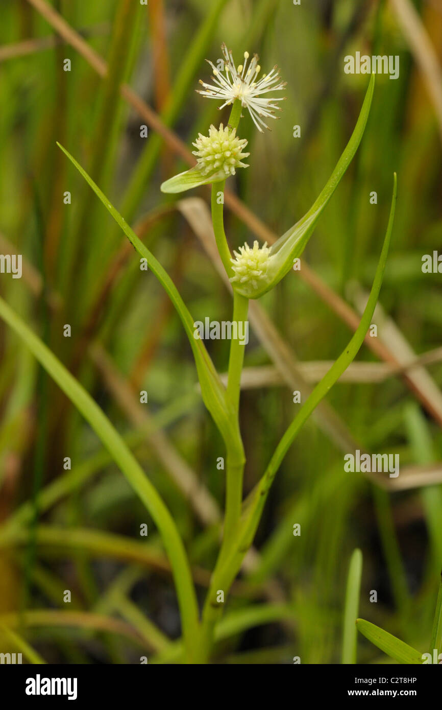 Mindestens bur reed -Fotos und -Bildmaterial in hoher Auflösung – Alamy