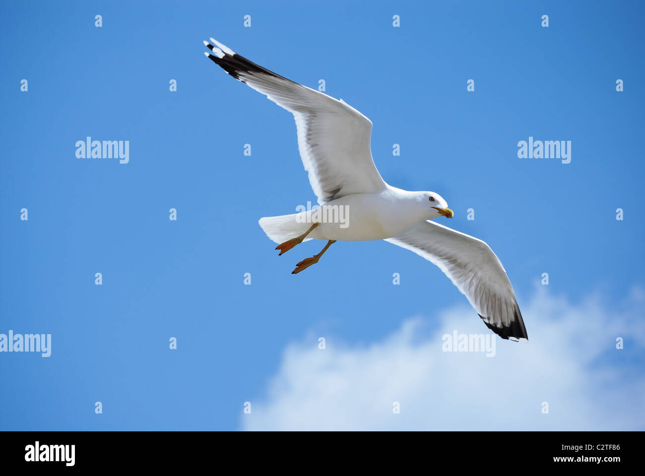 Möwe Fliegen Stockfotos und -bilder Kaufen - Alamy