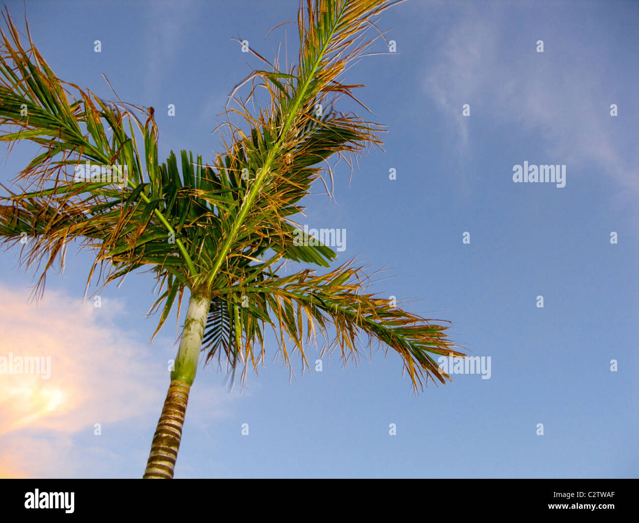 Palme detail -Fotos und -Bildmaterial in hoher Auflösung – Alamy