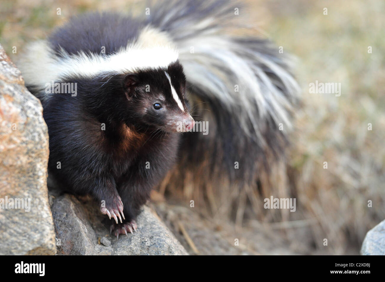 Das stinktier -Fotos und -Bildmaterial in hoher Auflösung – Alamy