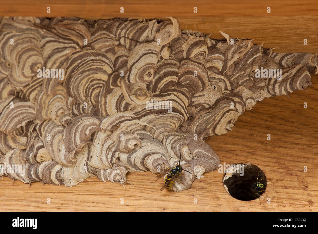 Wunderbar Fliegen Nisten Im Holz Bilder