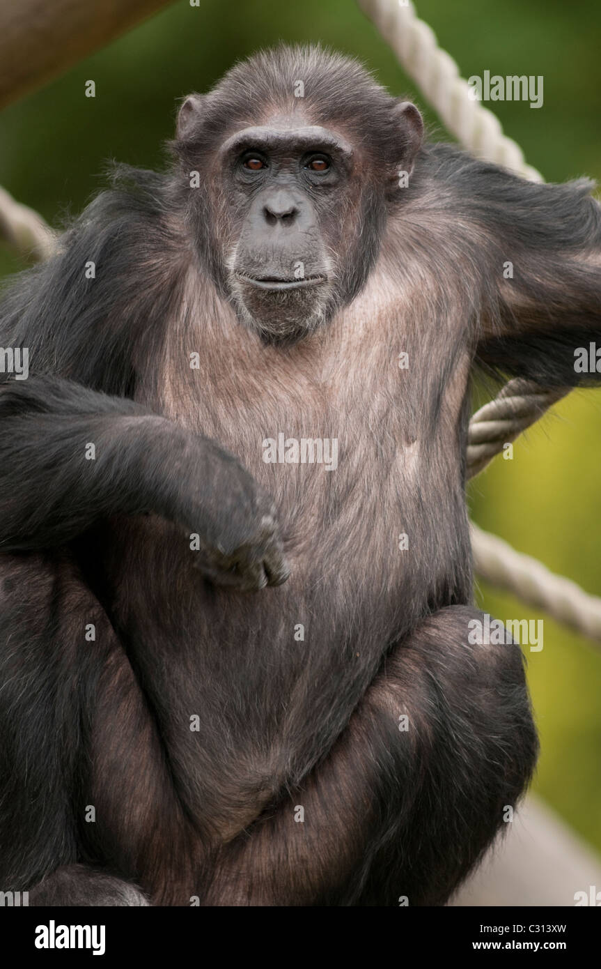 Chimpanzee in zoo -Fotos und -Bildmaterial in hoher Auflösung – Alamy