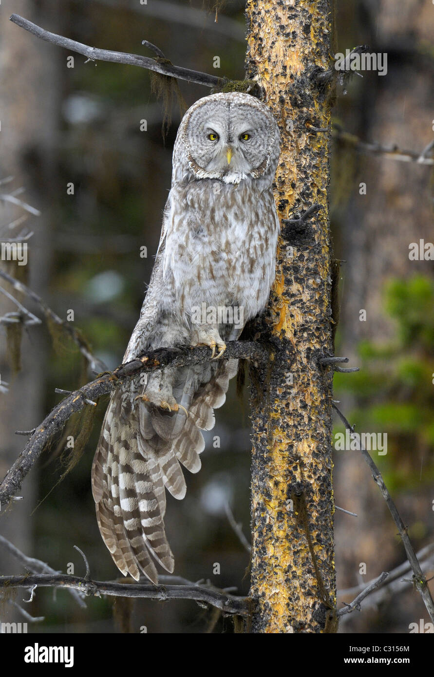 Tolle graue eulen -Fotos und -Bildmaterial in hoher Auflösung – Alamy