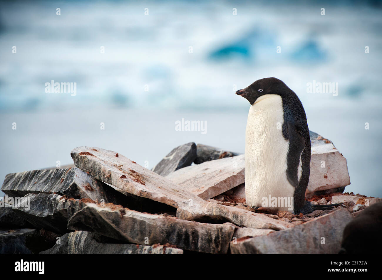 Guano Bedeckte Felsen Stockfotos und -bilder Kaufen - Alamy