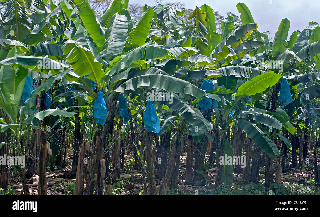 Bananenstauden in Costa Rica Stockfotografie - Alamy