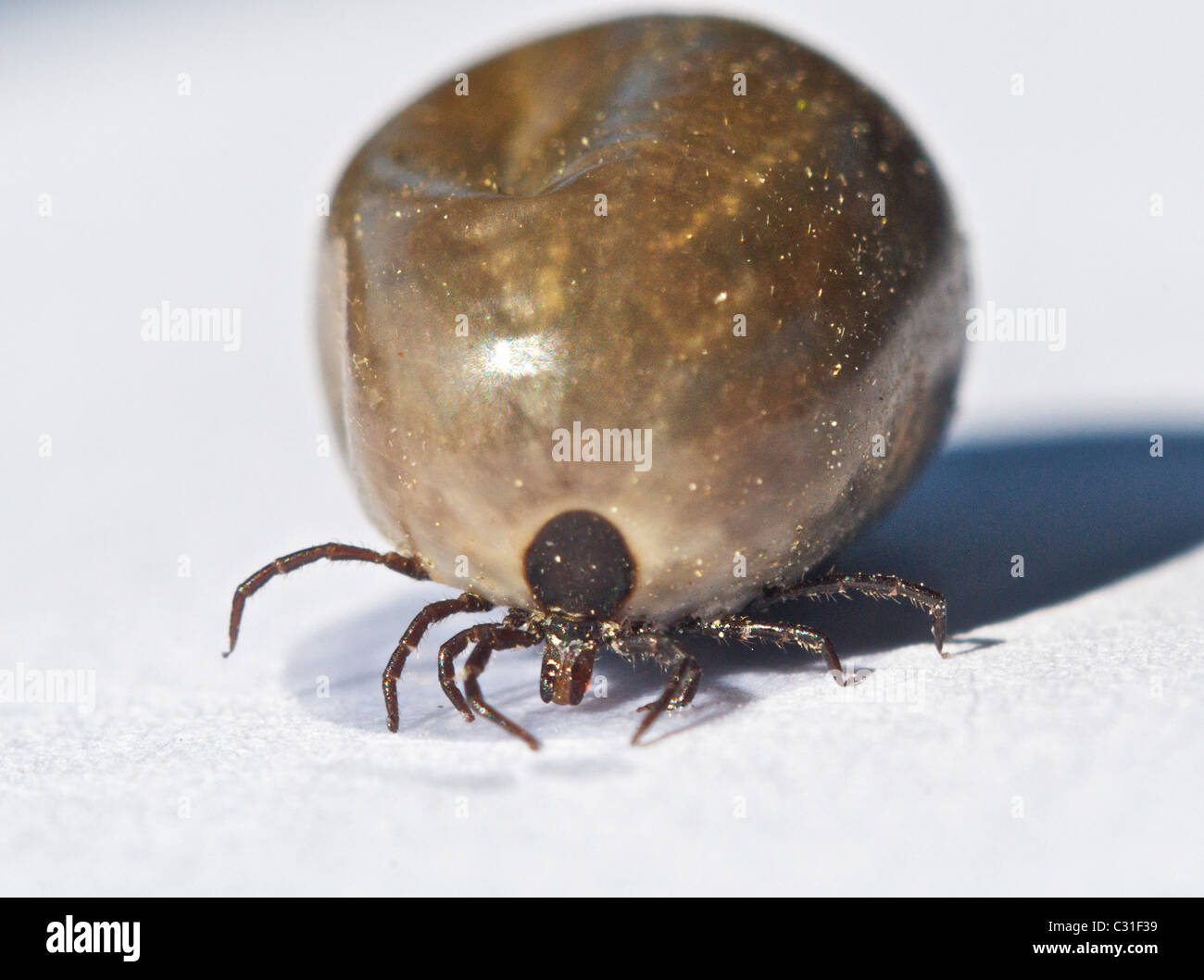 KREUZEN Sie allgemein bekannt als Deer Tick oder Schafe Tick sie sind ...