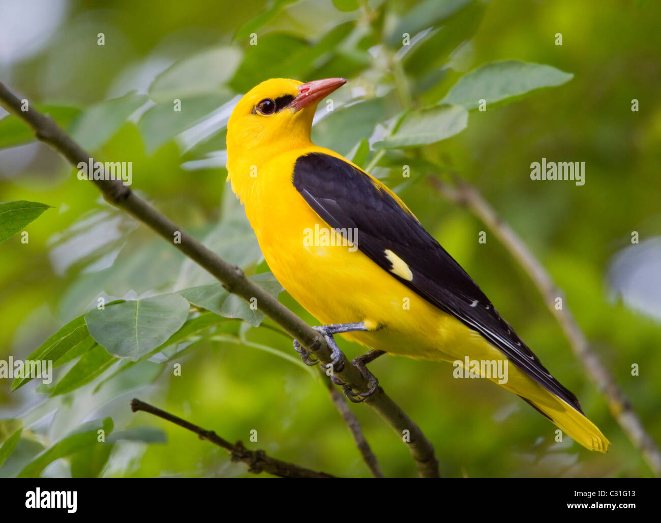 Goldener pirol oriolus oriolus -Fotos und -Bildmaterial in hoher ...
