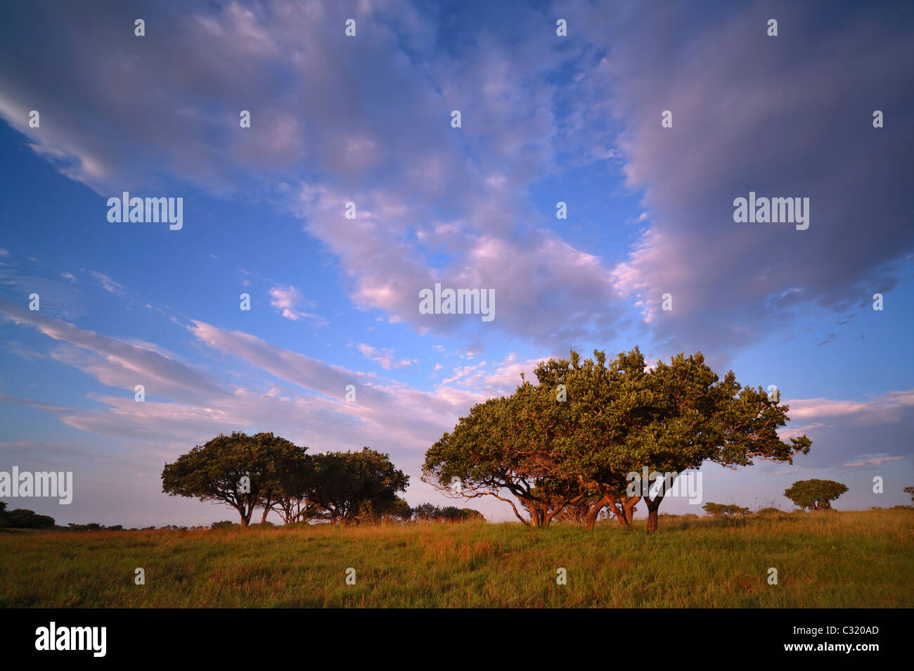 Der Dorn Stockfotos und -bilder Kaufen - Alamy