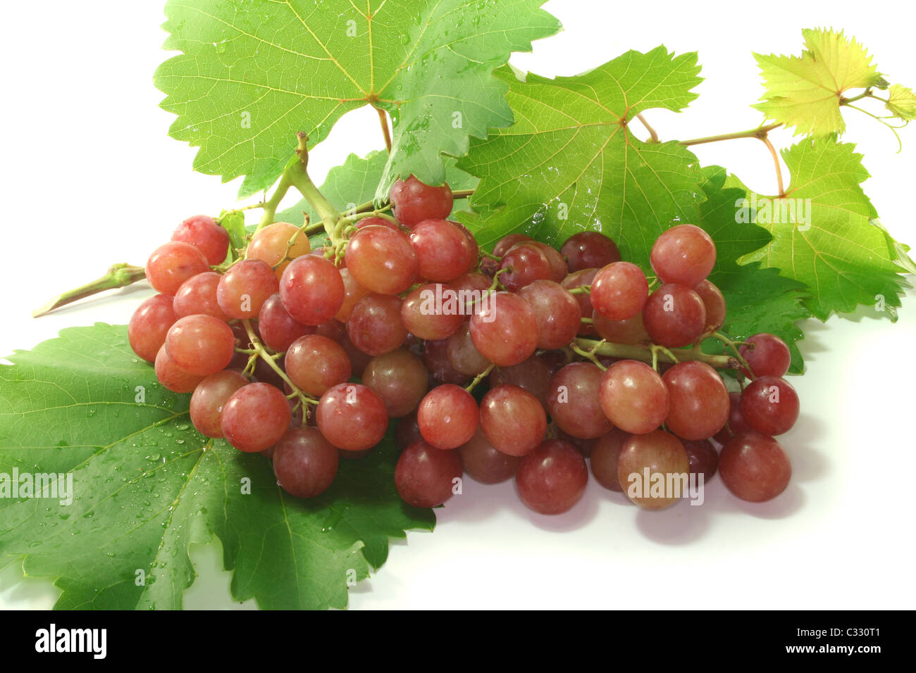 rote Trauben mit Ranke Ranke vor einem weißen Hintergrund ...