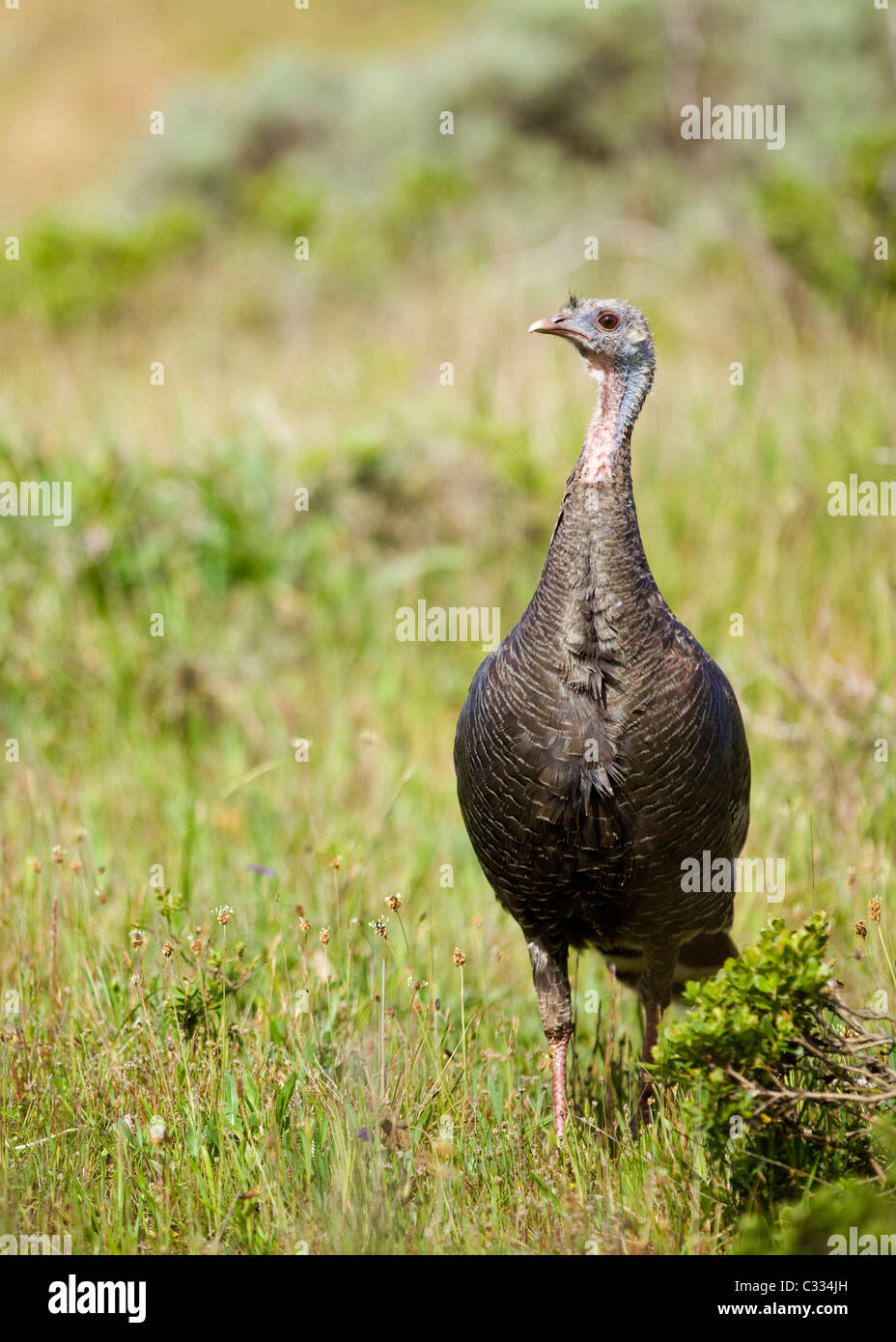 Wilde truthenne -Fotos und -Bildmaterial in hoher Auflösung – Alamy