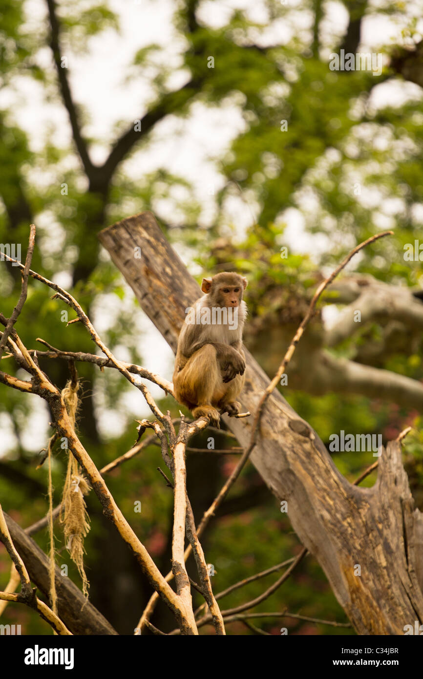 Weißer affe -Fotos und -Bildmaterial in hoher Auflösung – Alamy