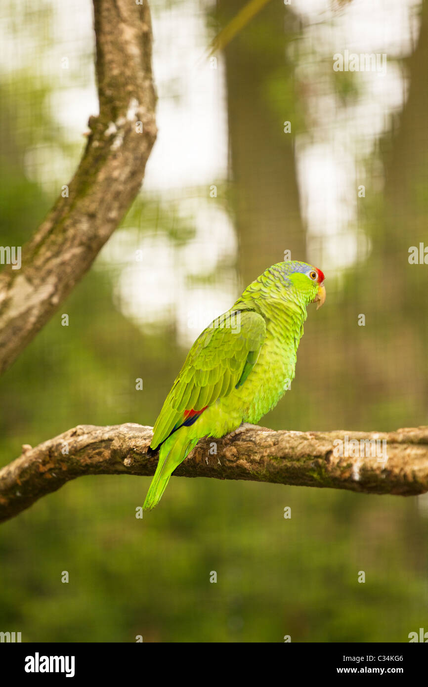 Papagei fliegend weisser hintergrund -Fotos und -Bildmaterial in hoher ...