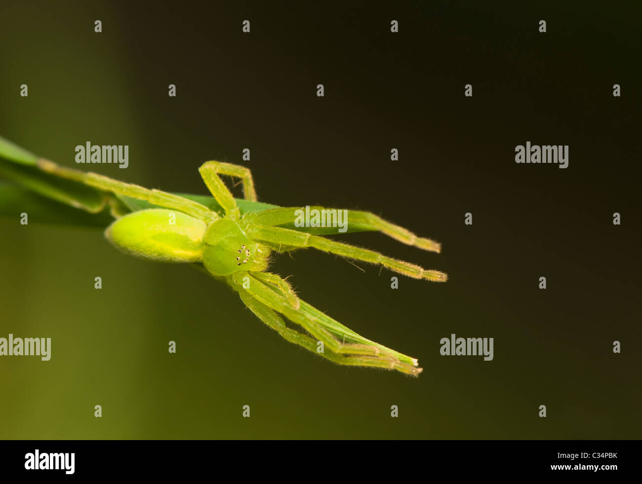 Micrommata virescens -Fotos und -Bildmaterial in hoher Auflösung – Alamy