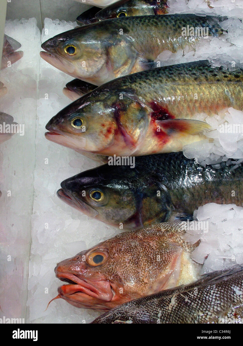 Hoki fisch -Fotos und -Bildmaterial in hoher Auflösung – Alamy