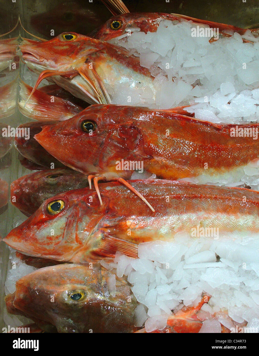 Frozen hoki fish on ice -Fotos und -Bildmaterial in hoher Auflösung – Alamy