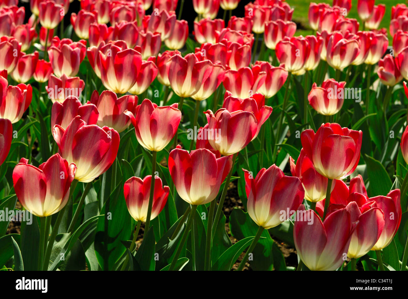 Tulpe angiospermen angiospermen -Fotos und -Bildmaterial in hoher ...