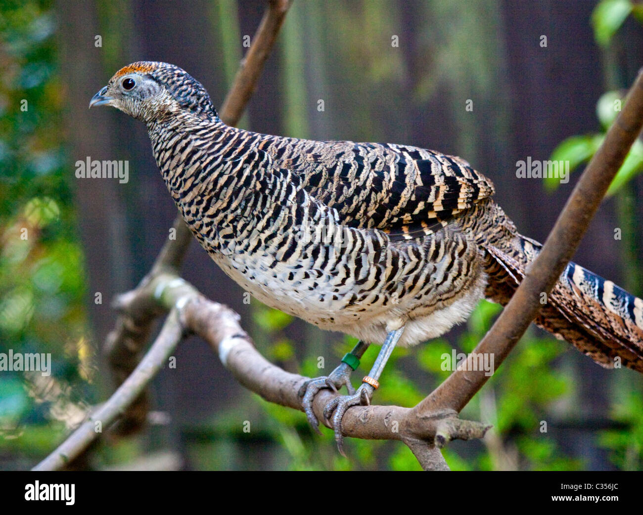Lady amherst pheasant -Fotos und -Bildmaterial in hoher Auflösung – Alamy