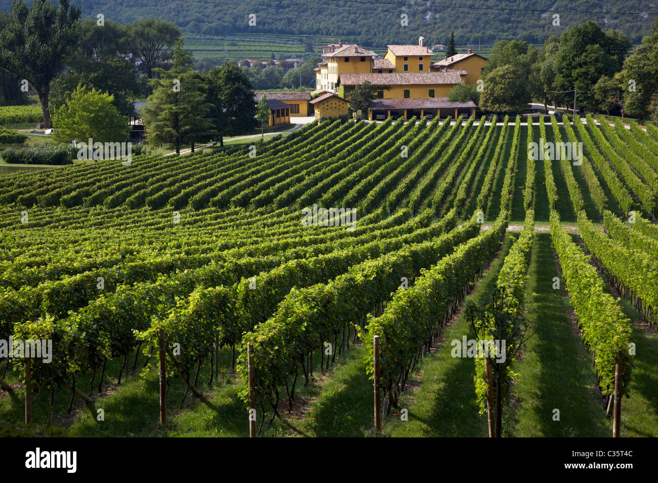 Tenuta san leonardo Stockfotos und -bilder Kaufen - Alamy