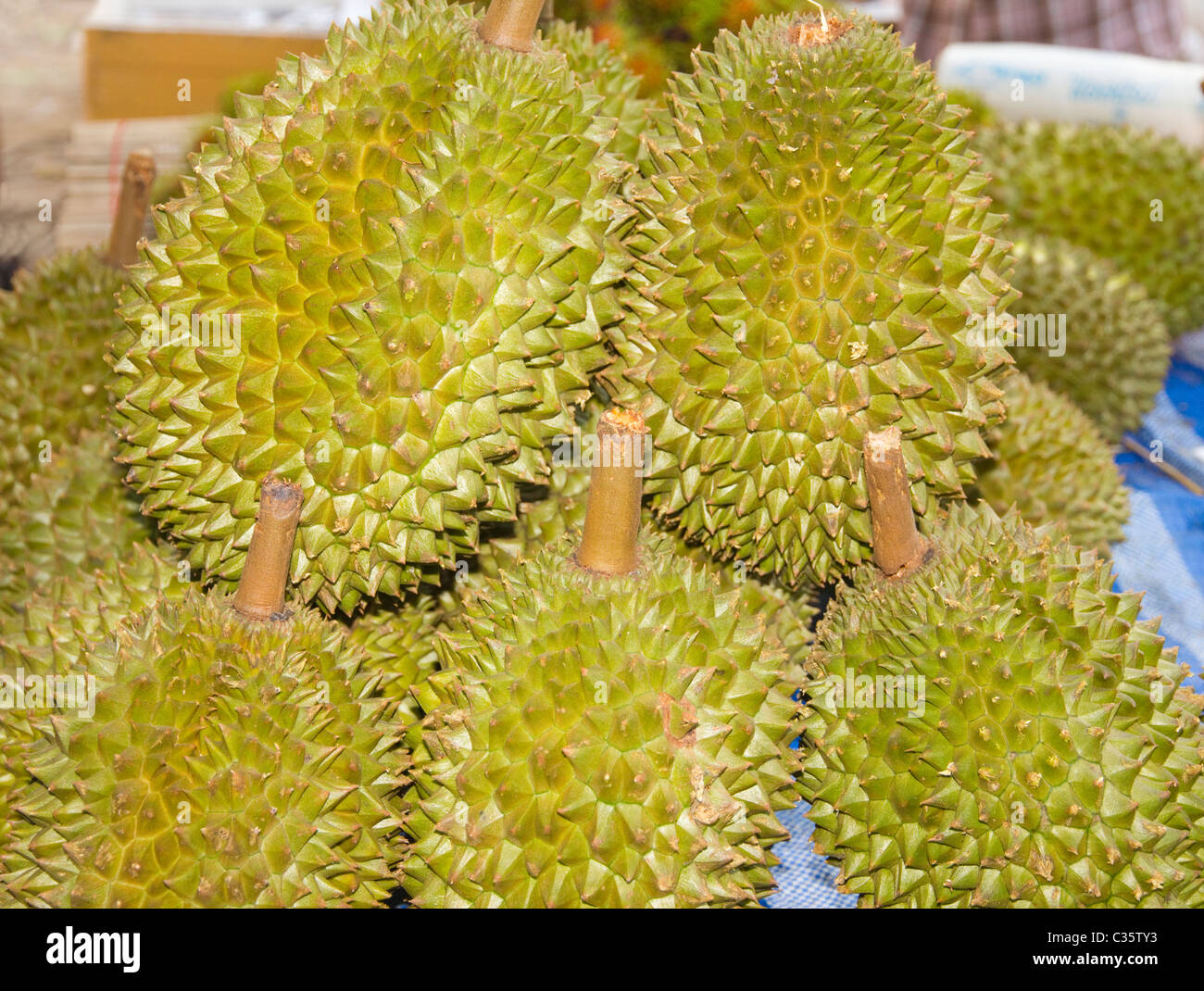 Stachelige frucht -Fotos und -Bildmaterial in hoher Auflösung – Alamy