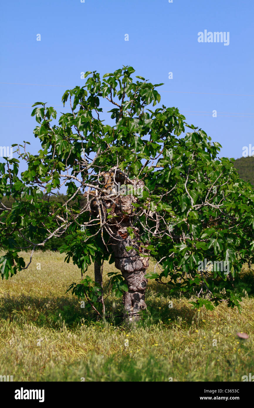Fruta en planta -Fotos und -Bildmaterial in hoher Auflösung – Alamy