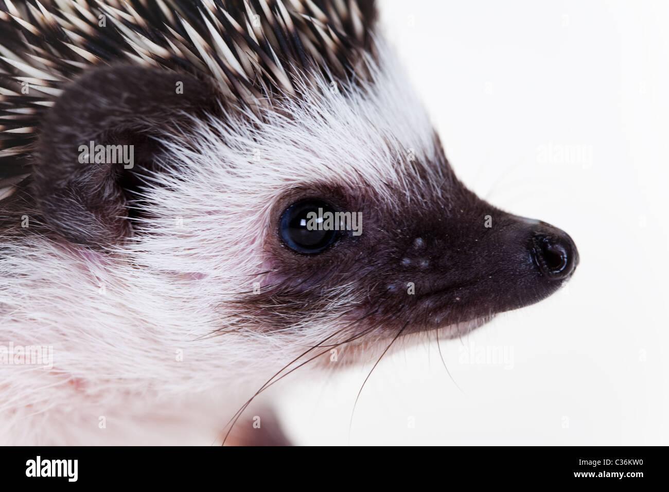 Baby igel -Fotos und -Bildmaterial in hoher Auflösung – Alamy
