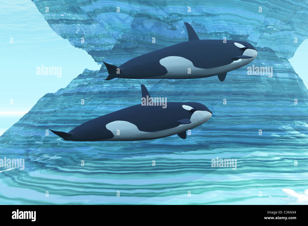 Zwei Killer Wale schwimmen untergetauchten Eisberge Stockfotografie - Alamy