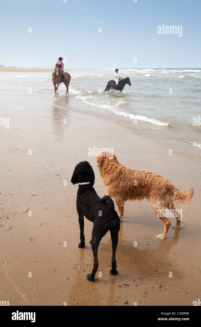 Menschen pferd hund strand -Fotos und -Bildmaterial in hoher Auflösung – Alamy