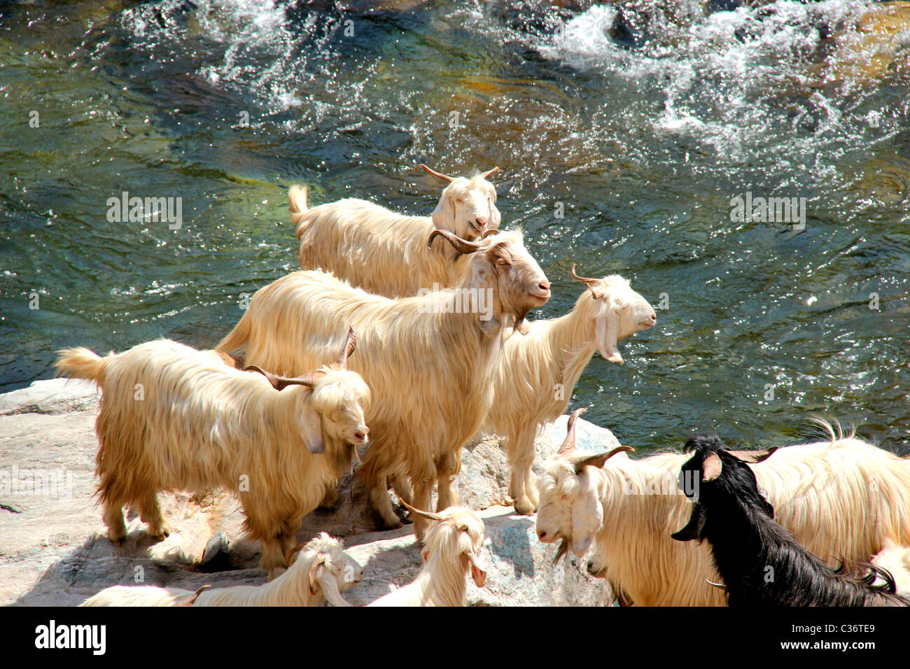 Bergziegen in Himachal Pradesh, Indien Stockfotografie - Alamy