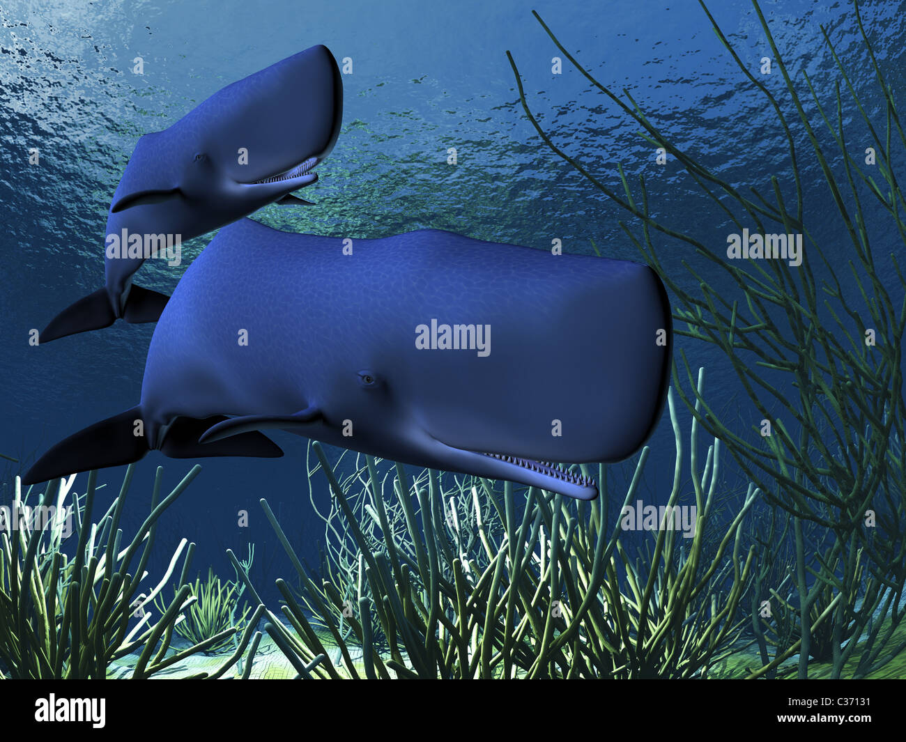 Orca calf underwater -Fotos und -Bildmaterial in hoher Auflösung – Alamy