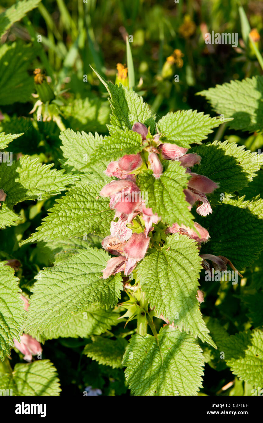 Brennnessel anlage -Fotos und -Bildmaterial in hoher Auflösung – Alamy