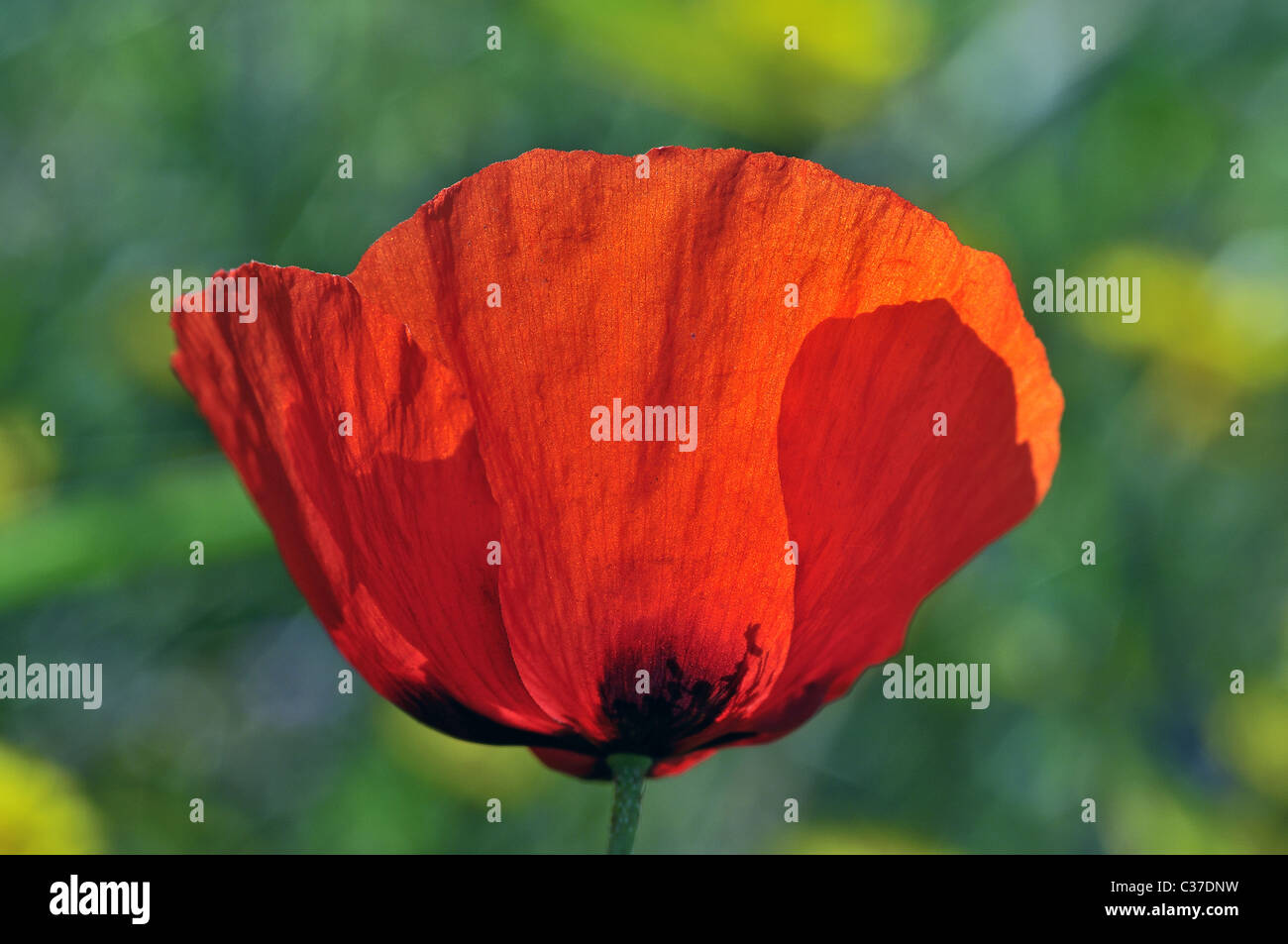 Mohn blumen makro -Fotos und -Bildmaterial in hoher Auflösung - Seite 8 - Alamy