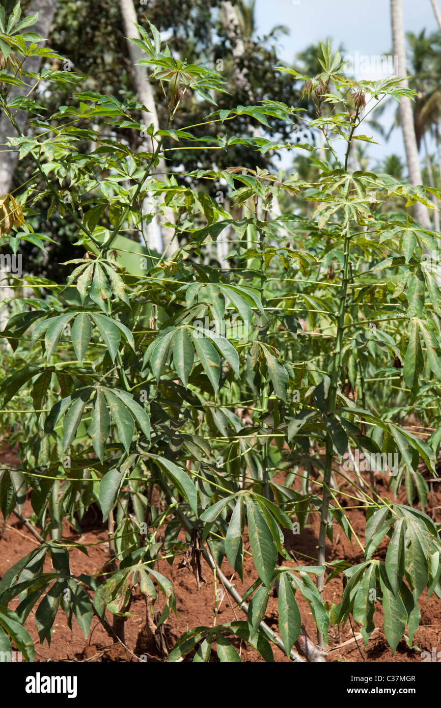 Maniok Stockfotos und -bilder Kaufen - Alamy