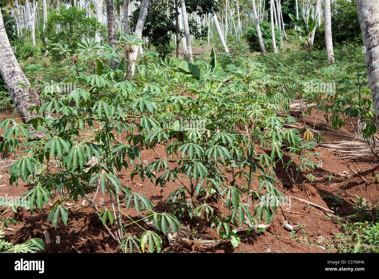 Maniok Stockfotos und -bilder Kaufen - Alamy