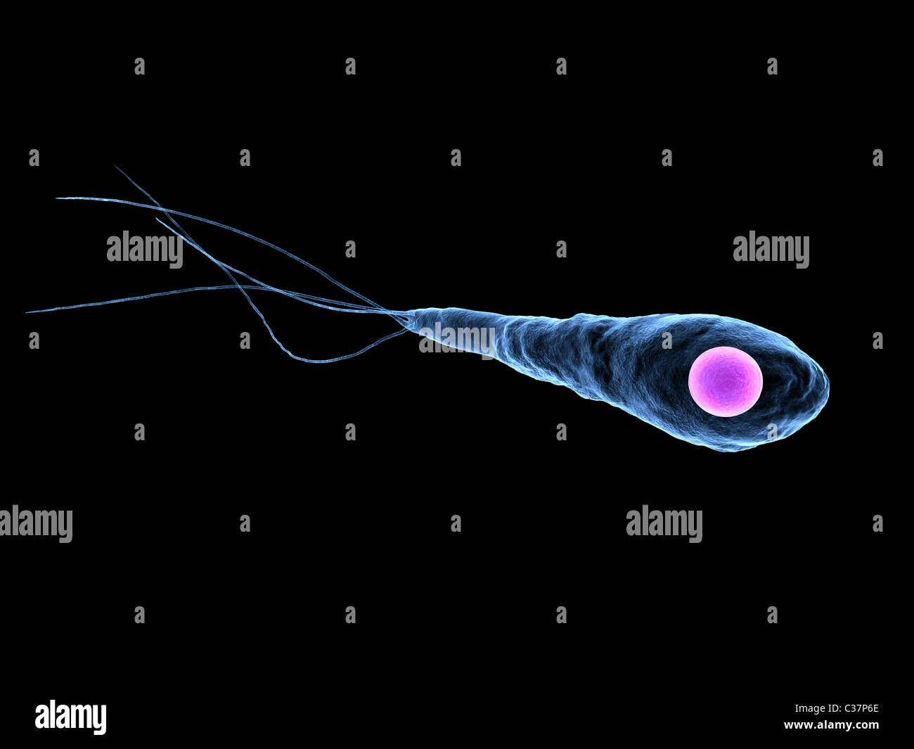 Tetanus virus -Fotos und -Bildmaterial in hoher Auflösung – Alamy