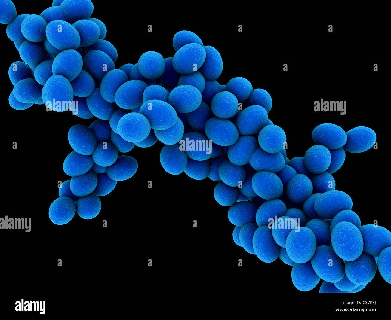 Microscopic bacteria -Fotos und -Bildmaterial in hoher Auflösung – Alamy