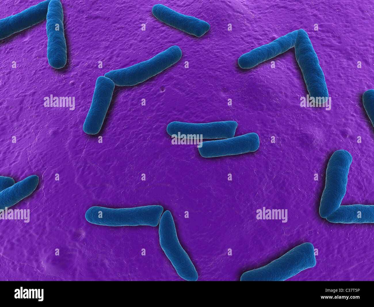 Chlamydia bakterien -Fotos und -Bildmaterial in hoher Auflösung – Alamy