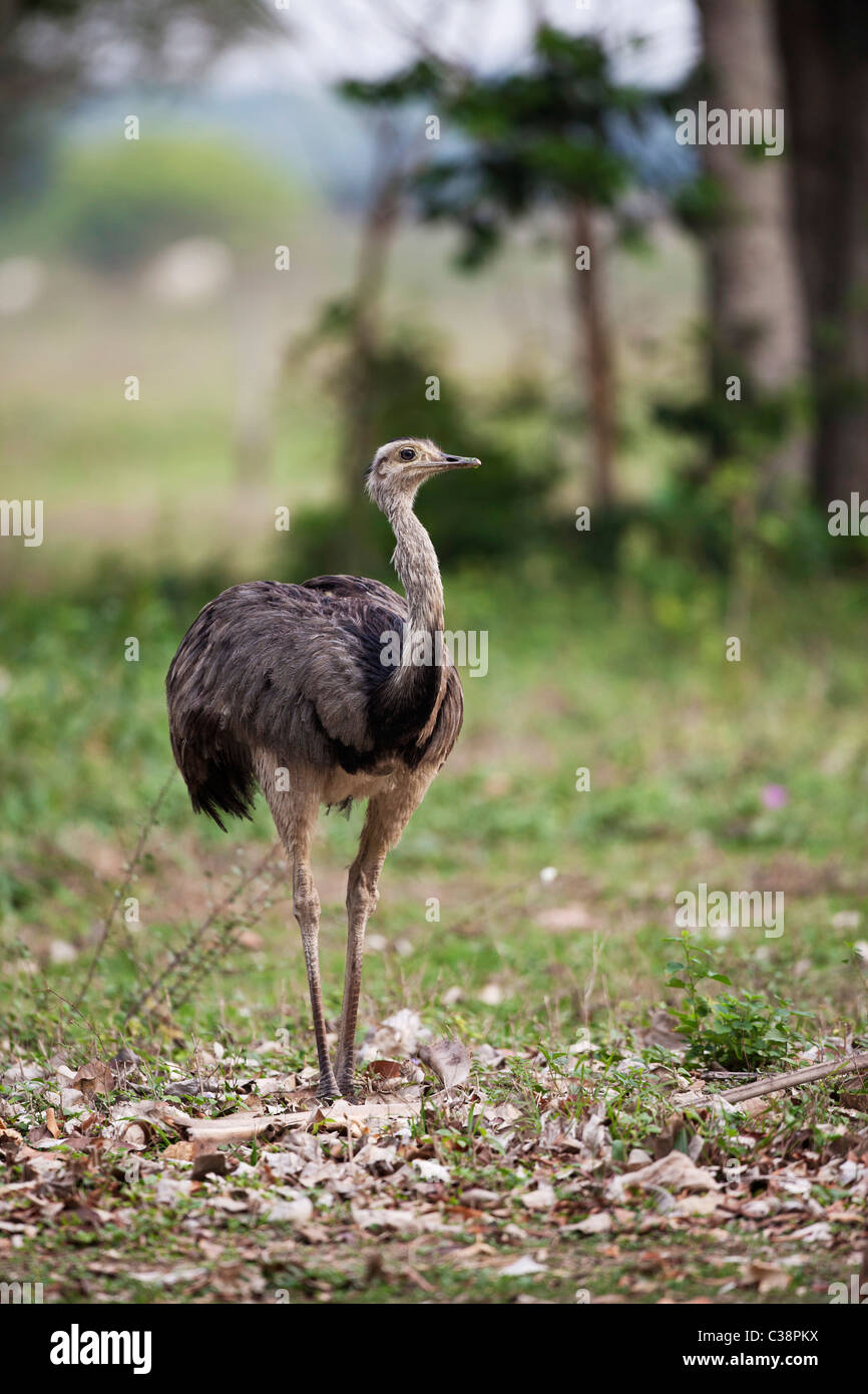 Rhea steht -Fotos und -Bildmaterial in hoher Auflösung – Alamy