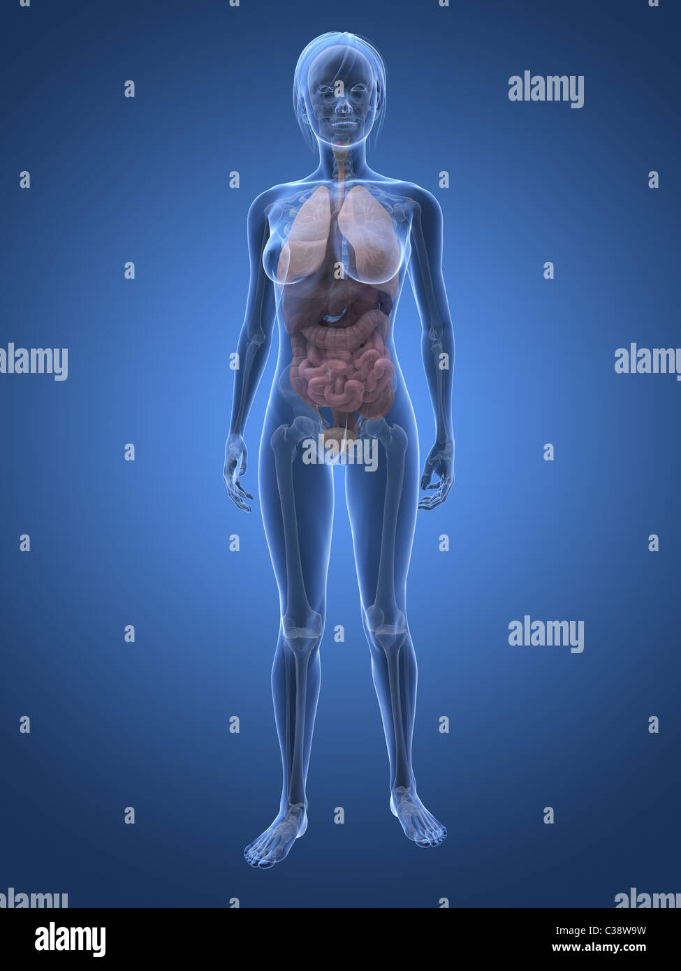 Anatomie frau 3d organe -Fotos und -Bildmaterial in hoher Auflösung – Alamy