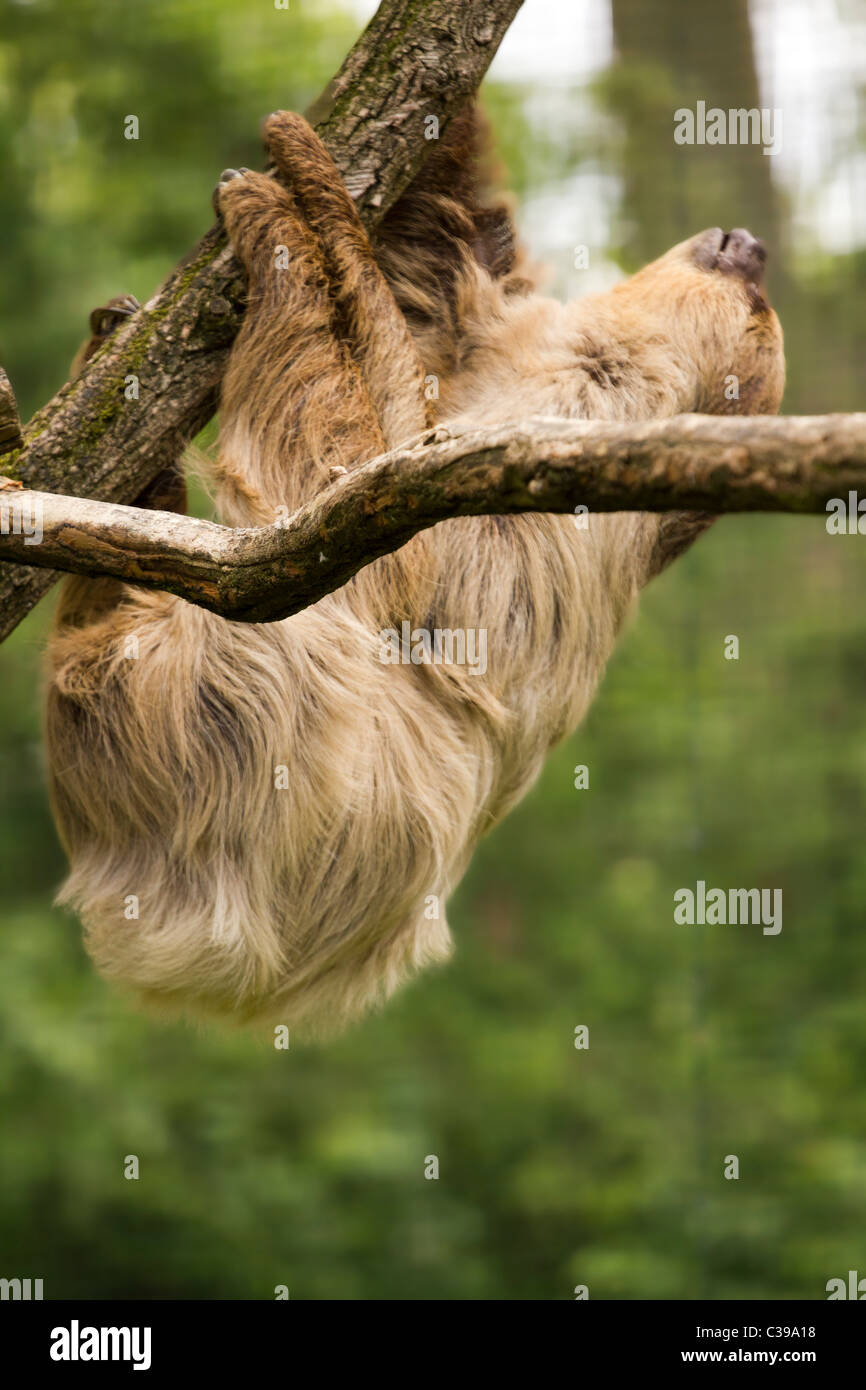 Faultier hängt kopfüber -Fotos und -Bildmaterial in hoher Auflösung – Alamy