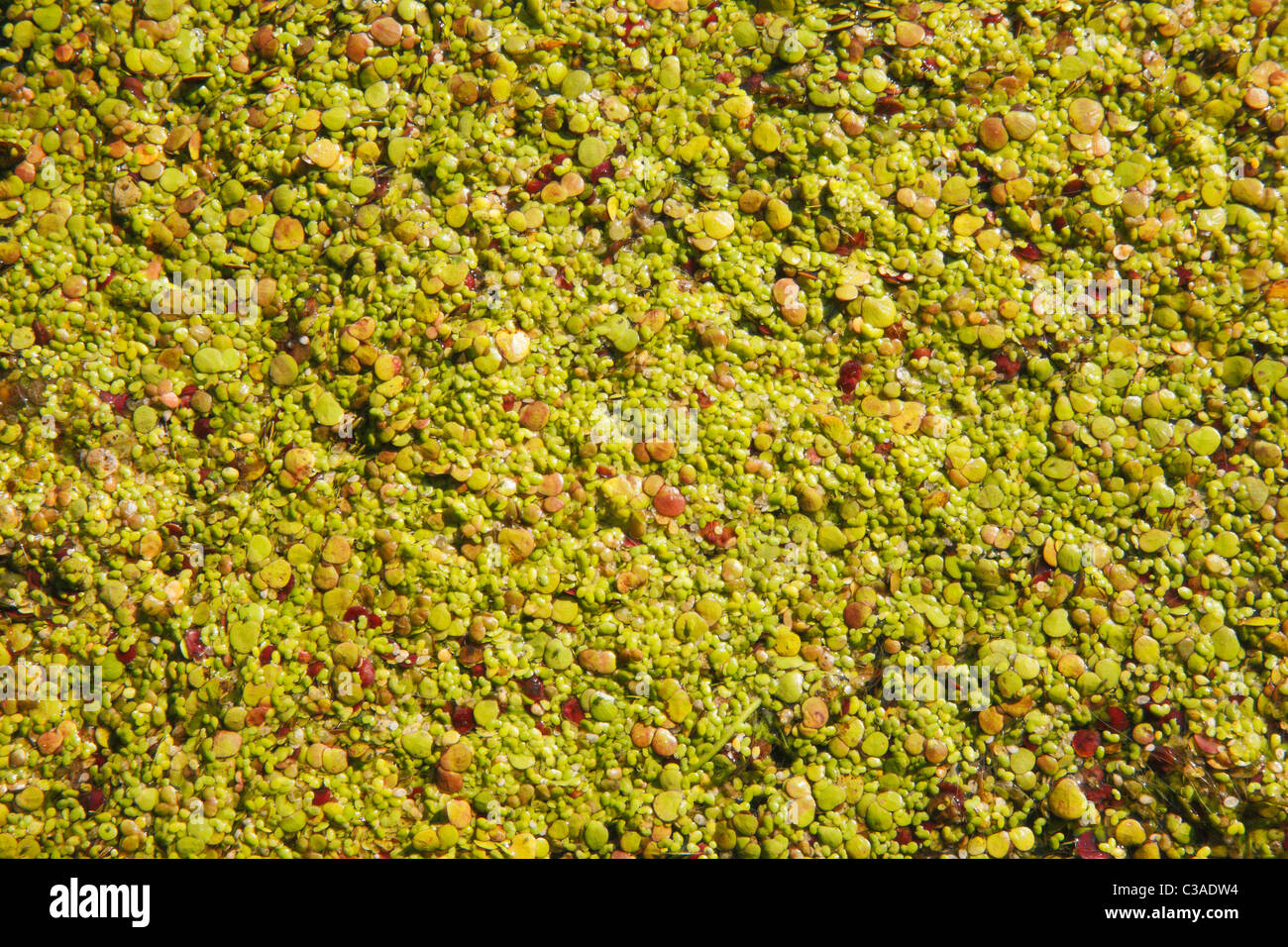 Pond scum weed -Fotos und -Bildmaterial in hoher Auflösung – Alamy