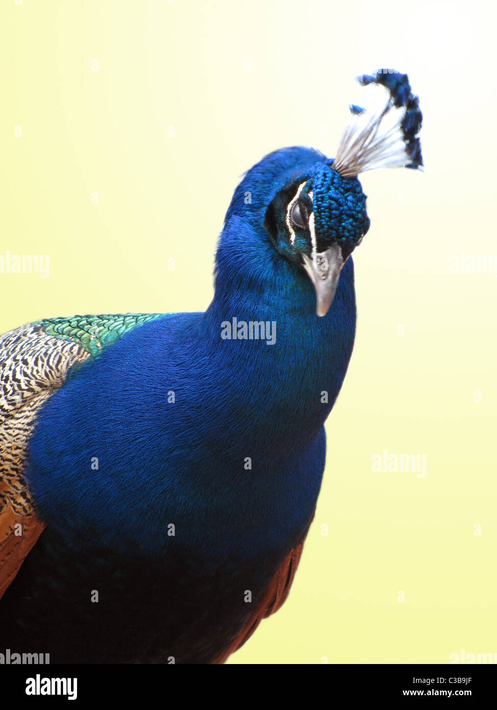 Pfau aussehen -Fotos und -Bildmaterial in hoher Auflösung – Alamy
