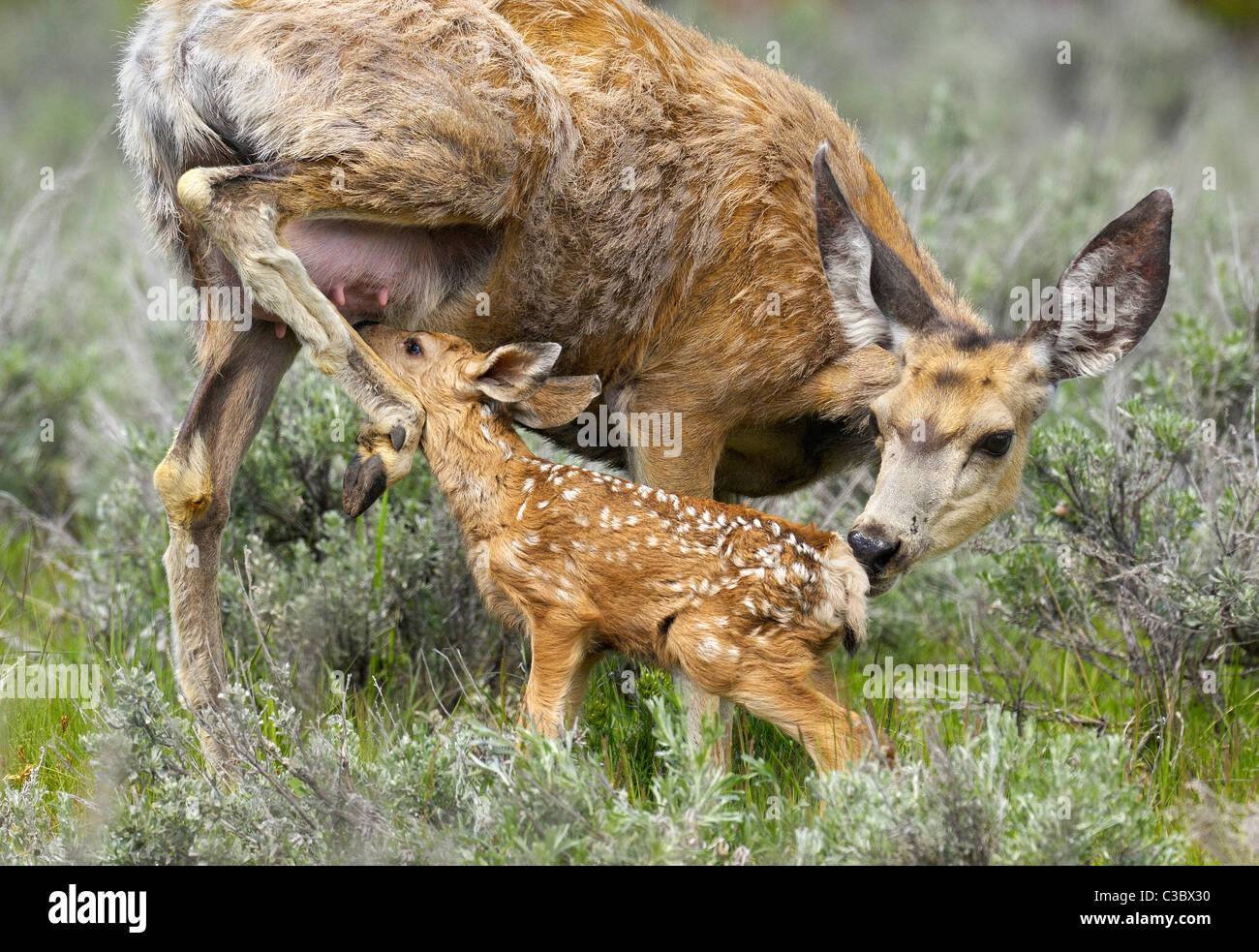 Mutter und baby hirsch -Fotos und -Bildmaterial in hoher Auflösung – Alamy