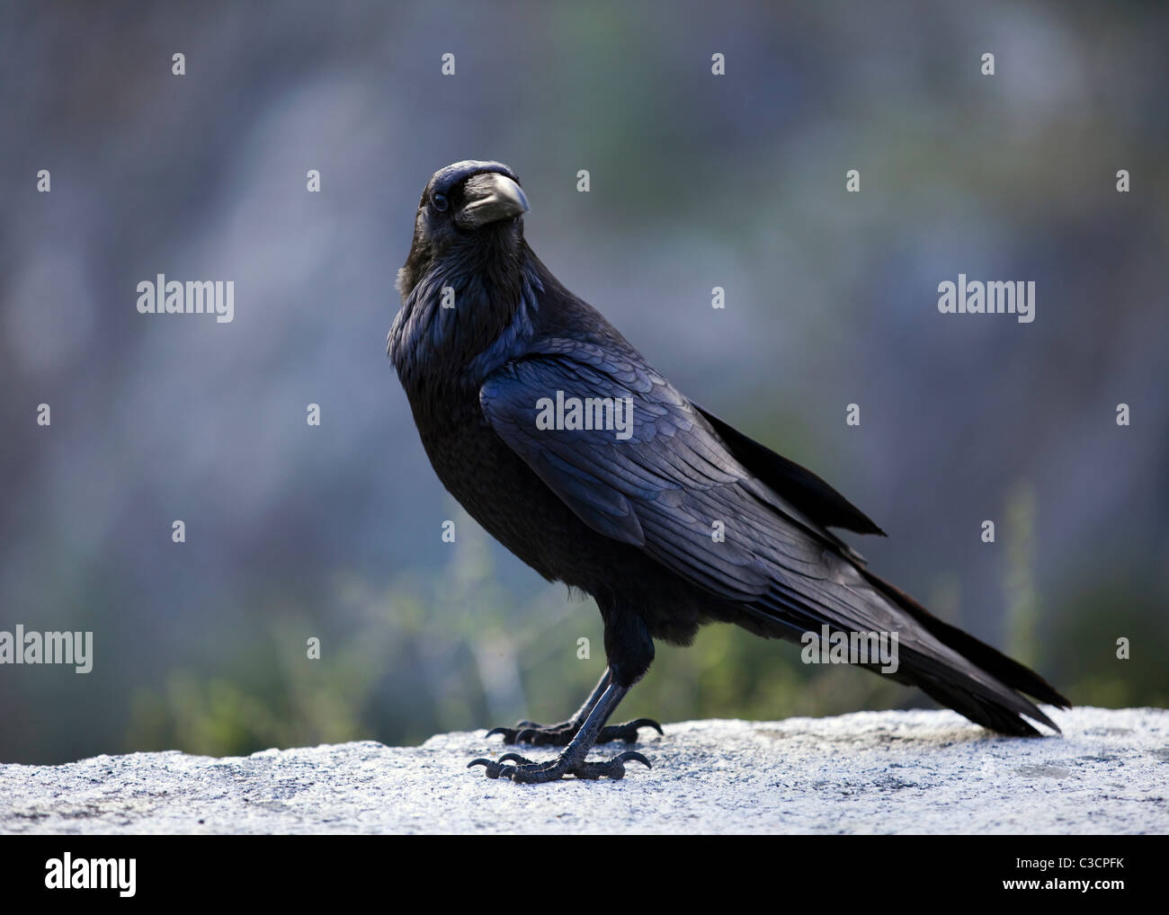 American crow corvus brachyrhynchos -Fotos und -Bildmaterial in hoher Auflösung – Alamy