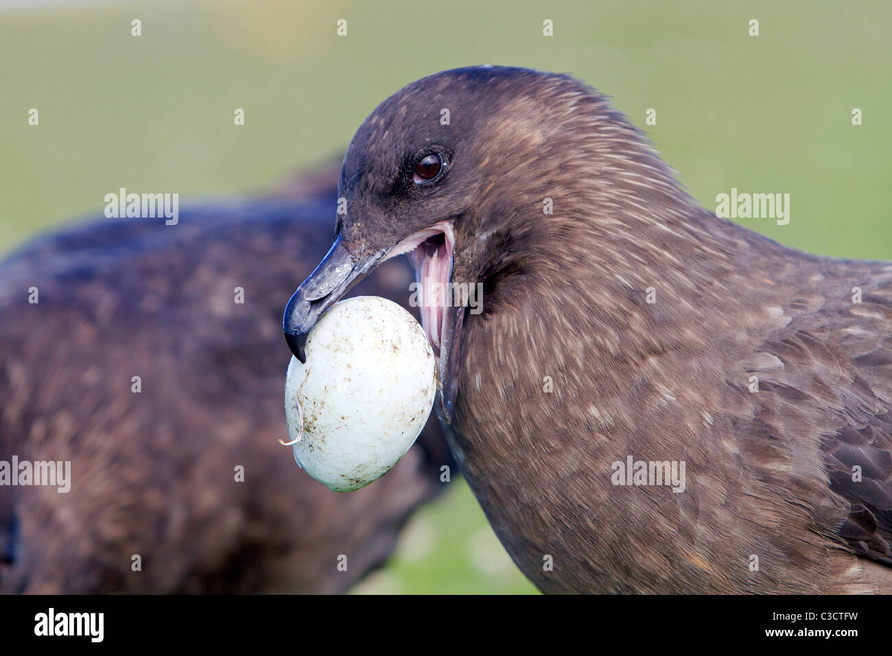 Southern skua -Fotos und -Bildmaterial in hoher Auflösung – Alamy